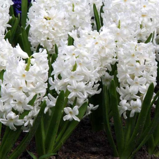 Hyacinthus single Carnegie 3/1