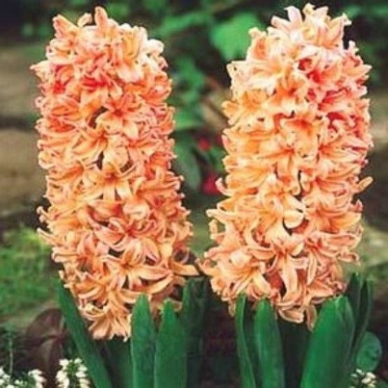 Hyacinthus Single Gipsy Queen 3/1