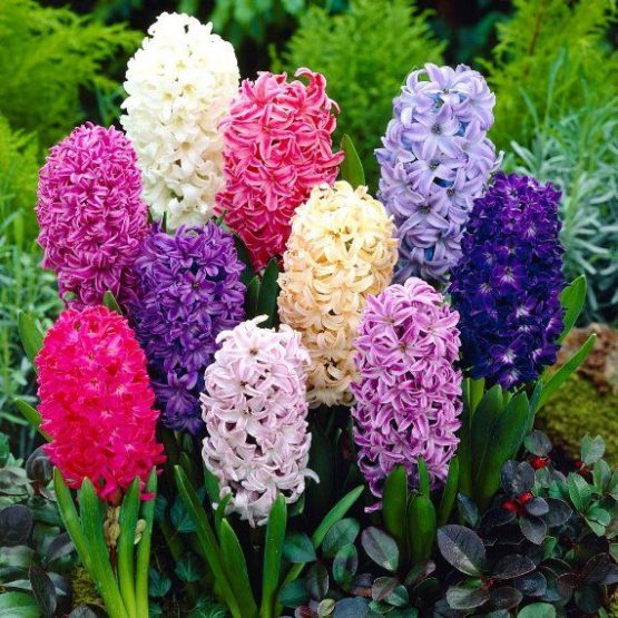 Hyacinthus Single Hyacinthus Mix 3/1