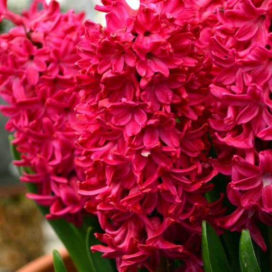 Hyacinthus single Jan Bos 3/1