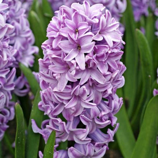 Hyacinthus Single Splendid Cornelia 3/1