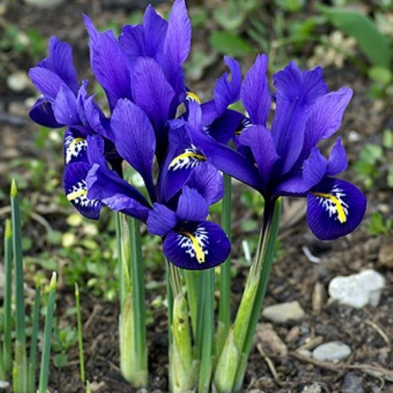 Iris Single Pixie 10/1