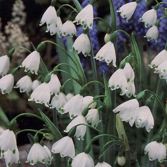 Leucojum Aestivum 8/1