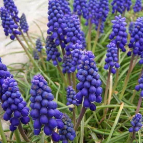 Muscari Armeniacum 10/1