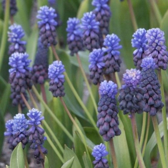 Muscari Latifolium 10/1