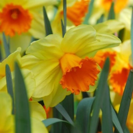 Narcissus Large Flowering Fortissimo 5/1