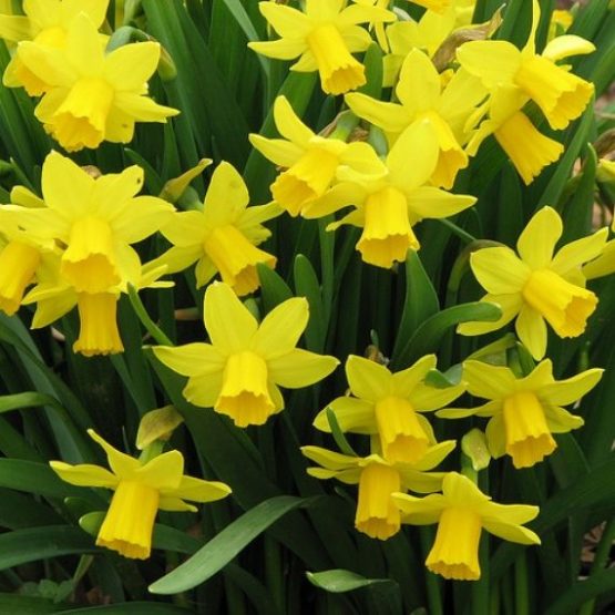 Narcissus Single Tete a Tete 10/1