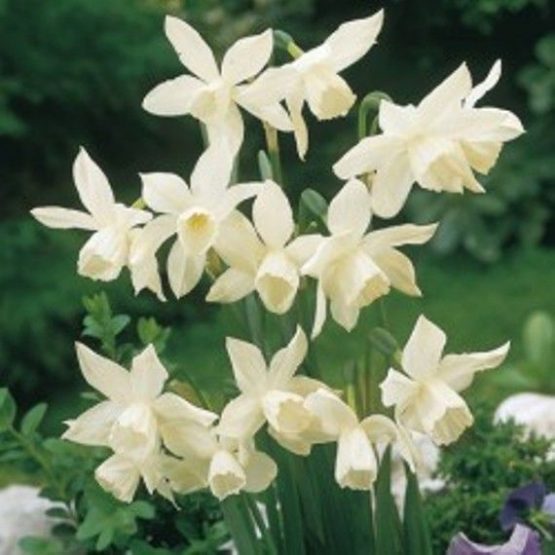 Narcissus Single Thalia 10/1