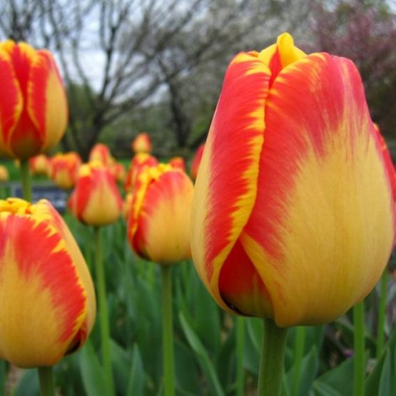 Tulipa Darvin Hybride Banja Luka 8/1