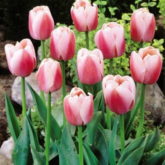 Tulipa Darvin Hybride Ollioules 8/1