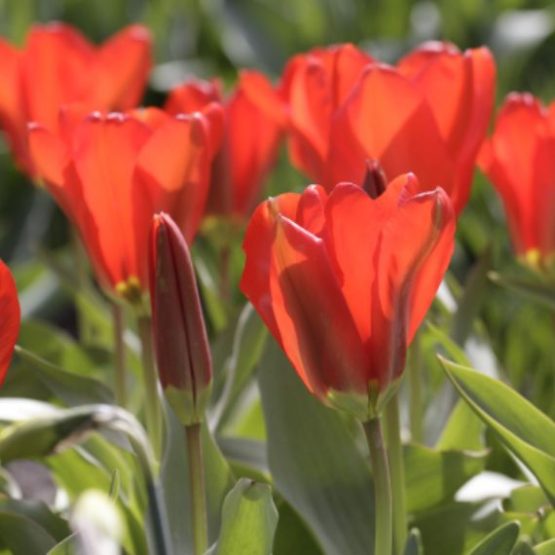 Tulipa Fosterina Madam Lefeber 8/1