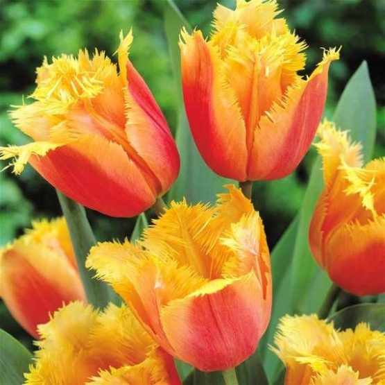 Tulipa fringend Lambada 7/1