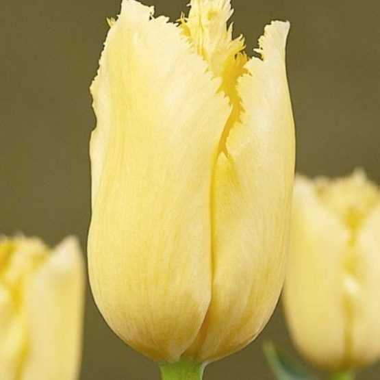 Tulipa fringend Maja 7/1