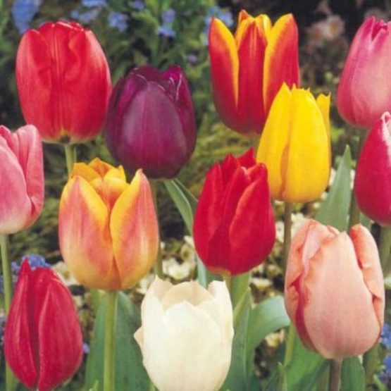 Tulipa fringend Mix 7/1