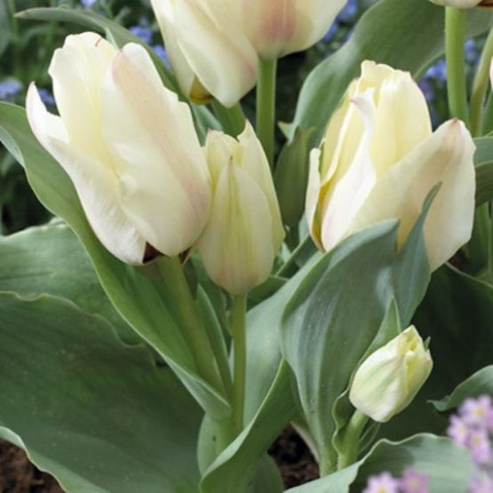 Tulipa Greigii Albion Star 8/1