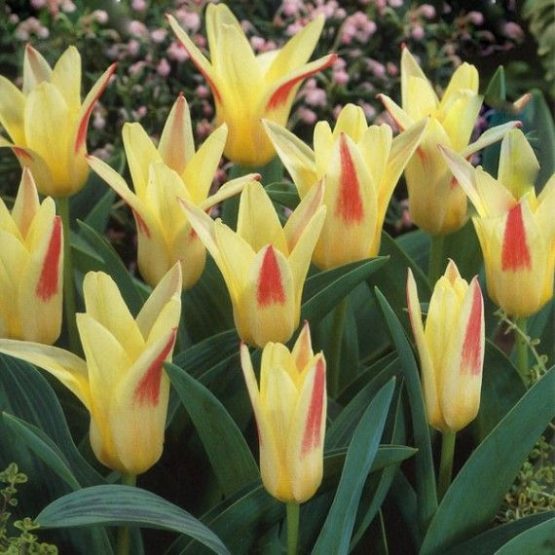 Tulipa Kaufmanniana Johan Straus 8/1