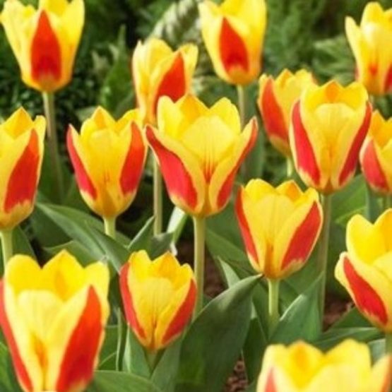 Tulipa Kaufmanniana Stresa 8/1