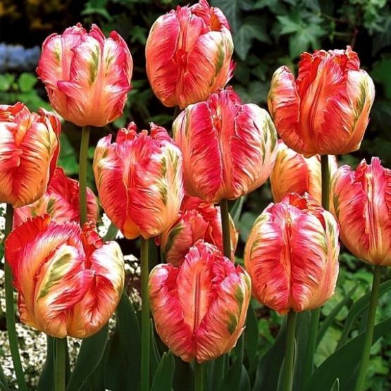 Tulipa Parrot Apricot Parrot 7/1