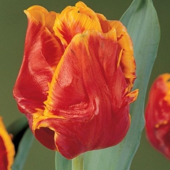 Tulipa Parrot Bright Parrot 7/1