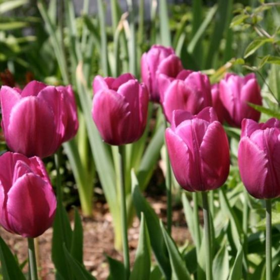 Tulipa Single Early Pirple Prince 8/1