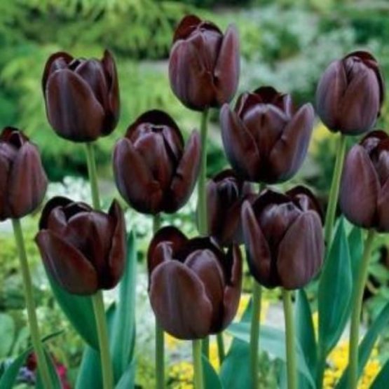 Tulipa Single Late Queen Of Night 8/1