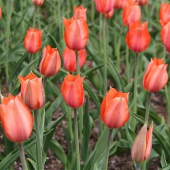 Tulipa Single Late Temple’s Favorite 8/1