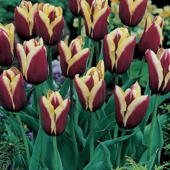 Tulipa Triumph Gavota 8/1