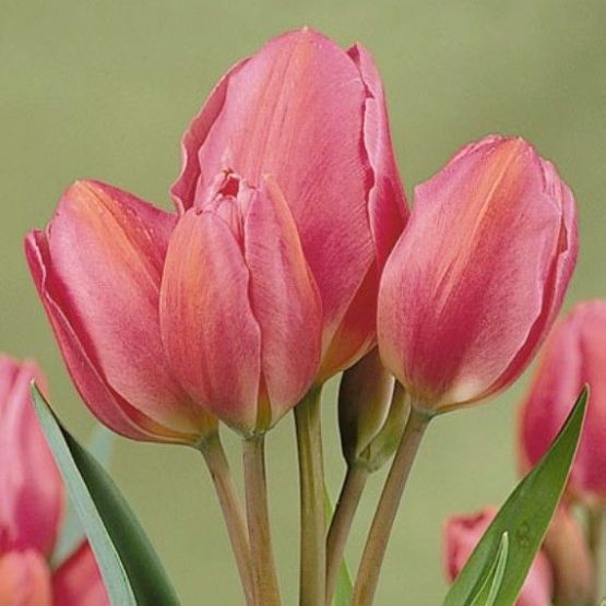 Tulipa Triumph Happy Family 8/1