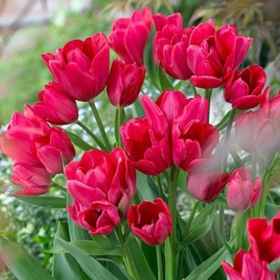 Tulipa Triumph Mery Go Round 8/1