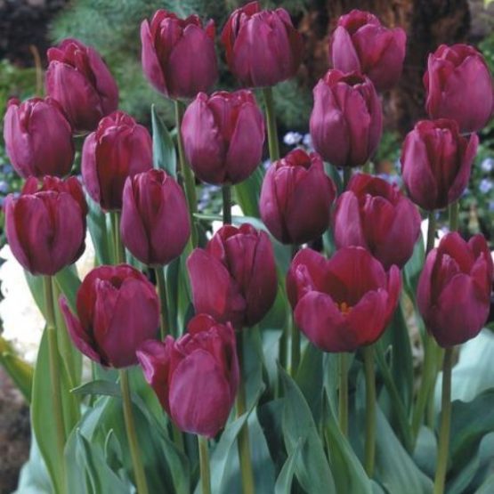 Tulipa Triumph Negrita 8/1