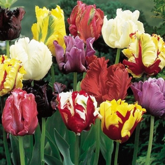 Tullipa Parrot Tulipa Mix 7/1