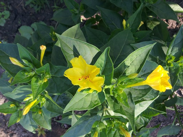 Mirabilis Jalapa (Nocurak) zuti 35 semena