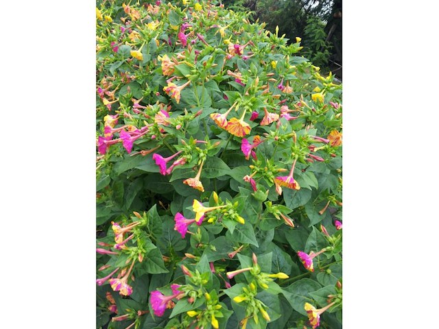 Mirabilis Jalapa (Nocurak) sareni 35 semena