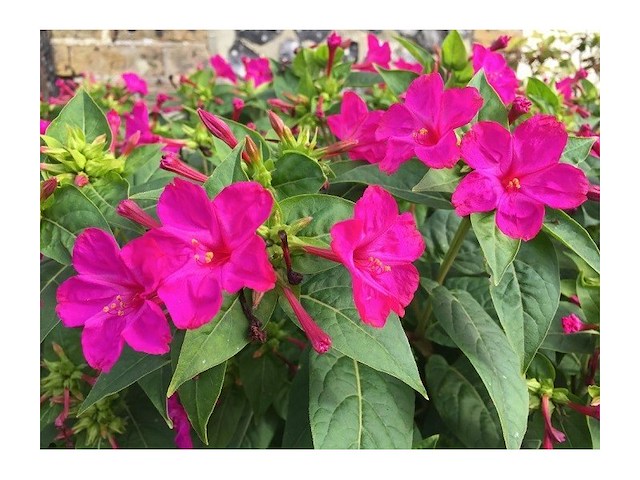 Mirabilis Jalapa (Nocurak) roze 35 semena