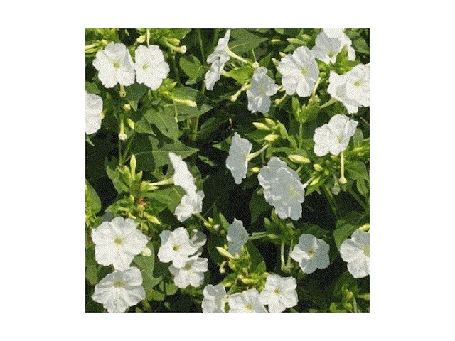 Mirabilis Jalapa (Nocurak) beli 35 semena