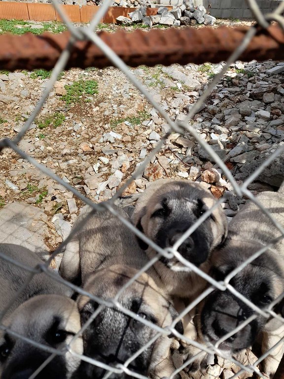 Turski kangal štenci