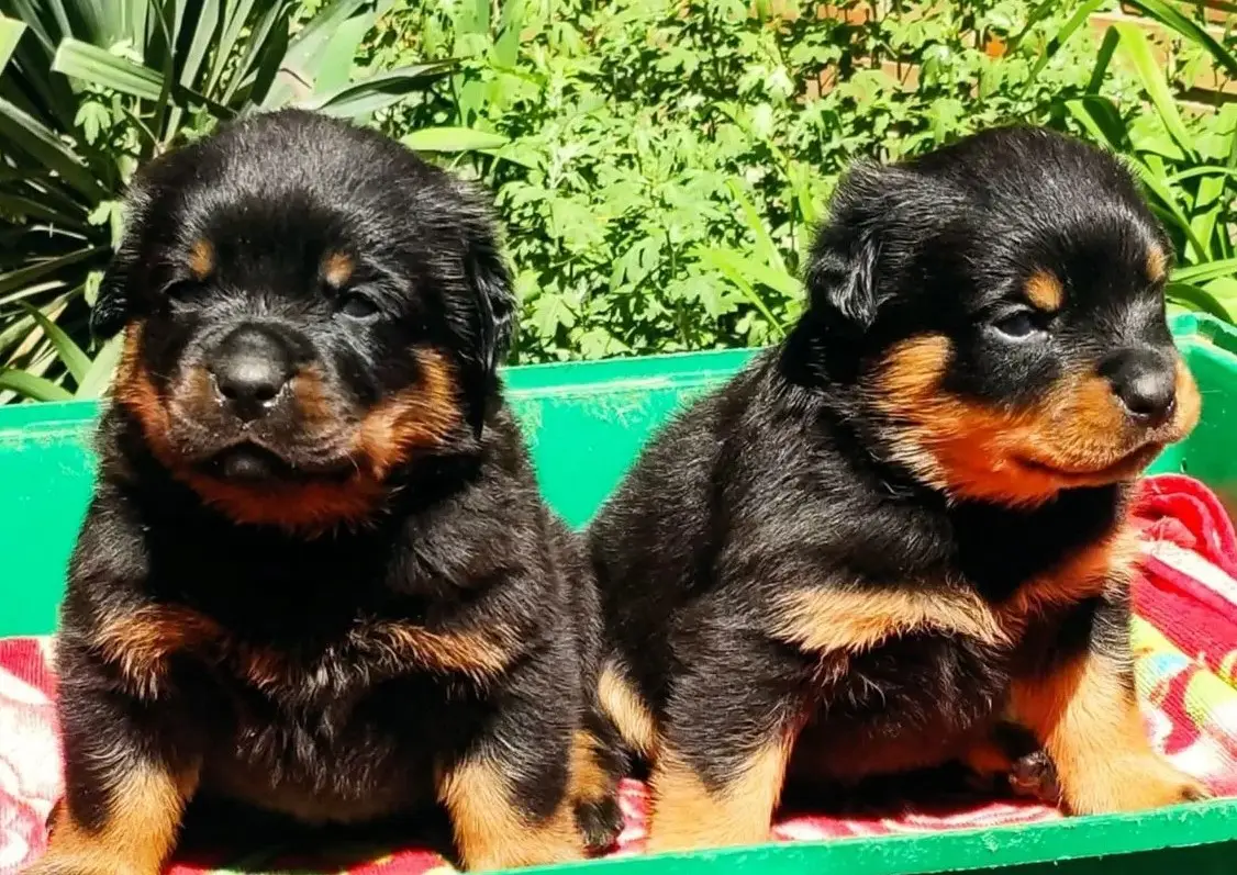 Rotvajler i Cane Corso štenci