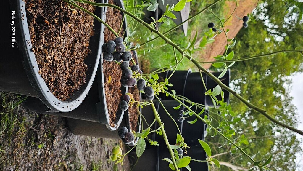 Trogodisnje sadnice BOROVNICA posadjene u saksije od 65 litara