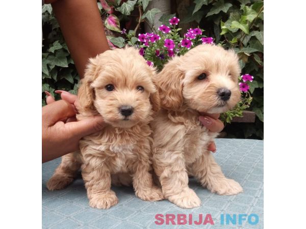 MALTIPOO stenad