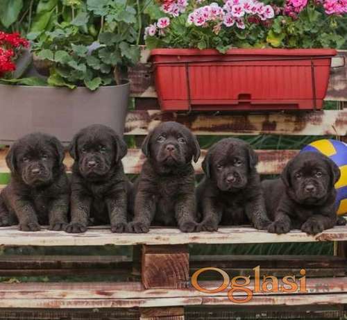 Labrador retriver štenci braon boje