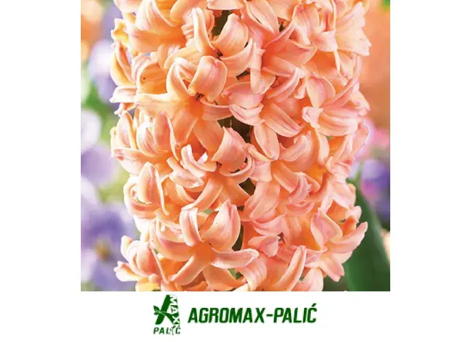 Hyacinthus Gipsy queen 3/1