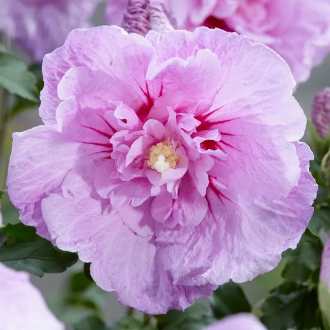 Hibiscus syriacus 'Lavander Chiffon' • C 2 L • 60/80 cm