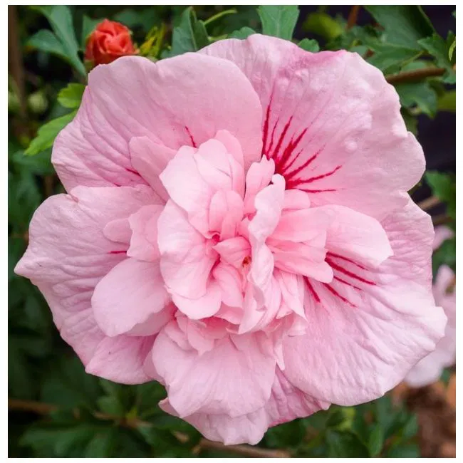 Hibiscus syriacus 'Pink Chiffon' • C 2 L • 60/80 cm