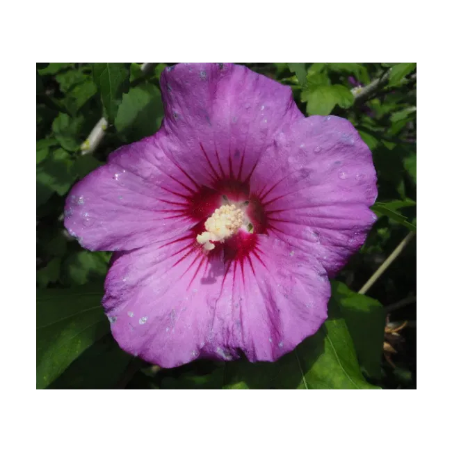 Hibiscus syriacus mix • C 2 l • 40-60 cm