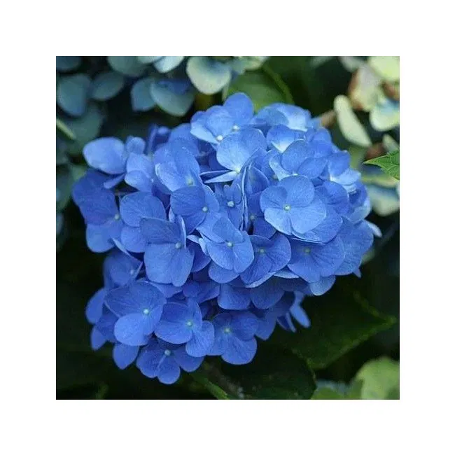 Hydrangea macro. ‘Little Blue’ • P15 • 20/30 cm