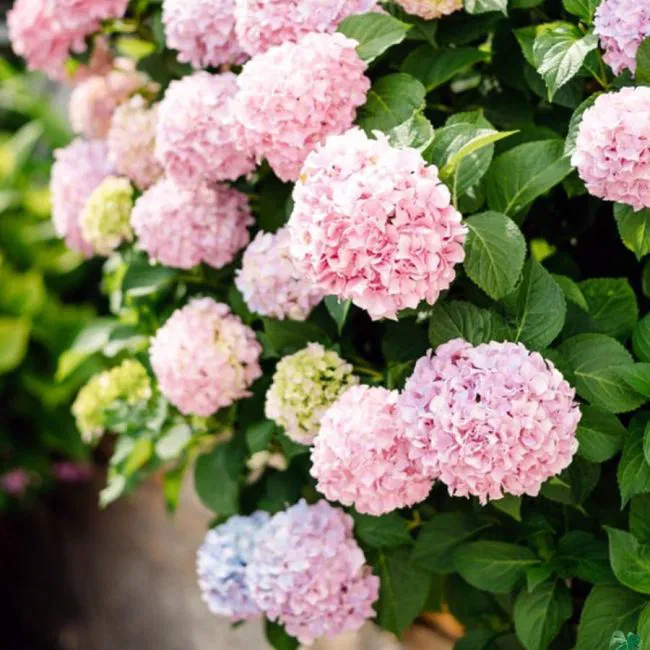 Hydrangea macrophylla 'Pretty Pink' • P13 • 25/30 cm