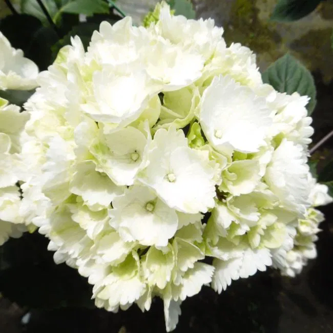 Hydrangea macrophylla Schneeball