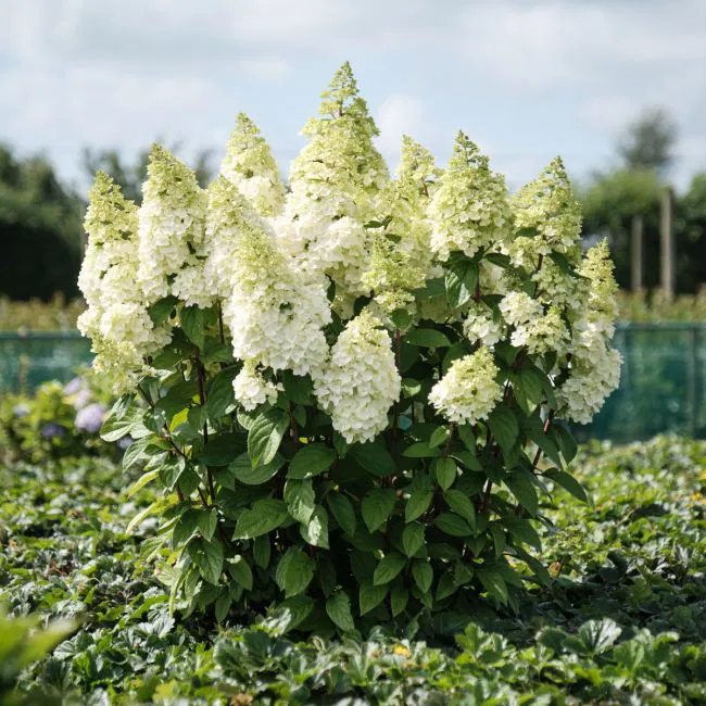 Hydrangea paniculata 'Magical Candle' • C 3 l • 60/80 cm