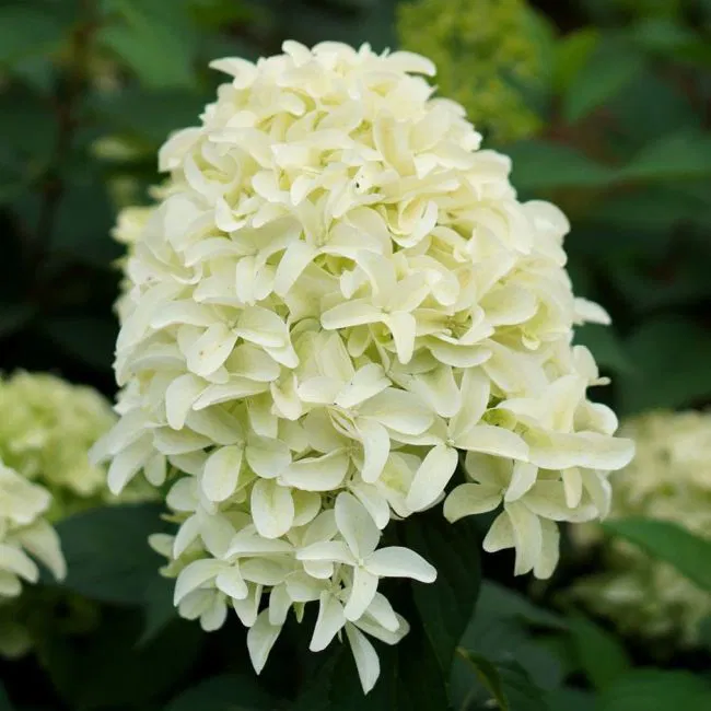 Hydrangea paniculata 'Skyfall ' • C 3 l • 60/80 cm