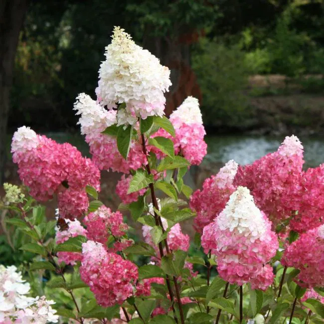 Hydrangea paniculata Vanille-Fraise